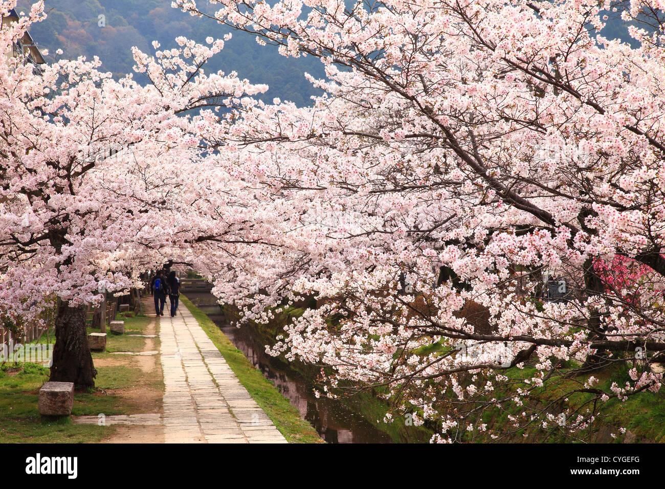 Path of Philosophy surrounded by blooming cherry trees in Kyoto Stock ...