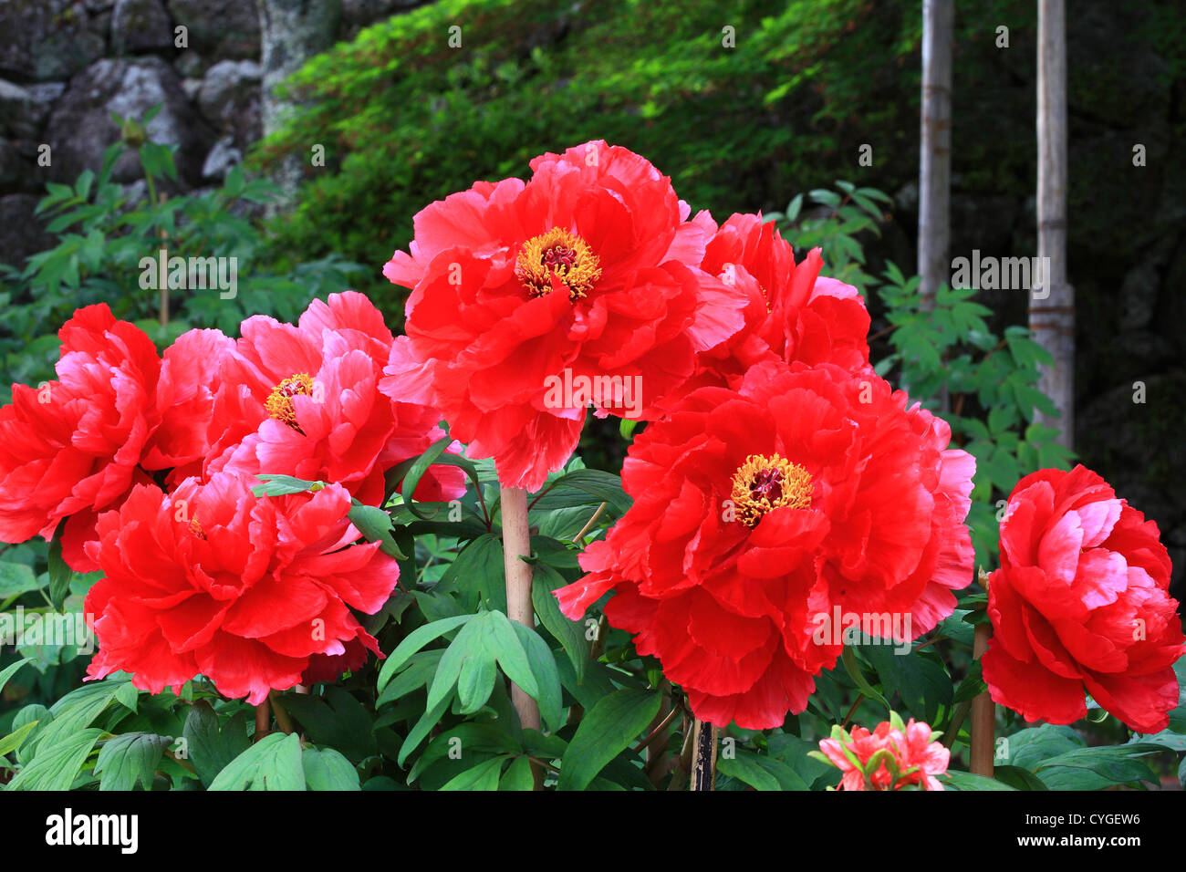 Peony in full bloom Stock Photo - Alamy
