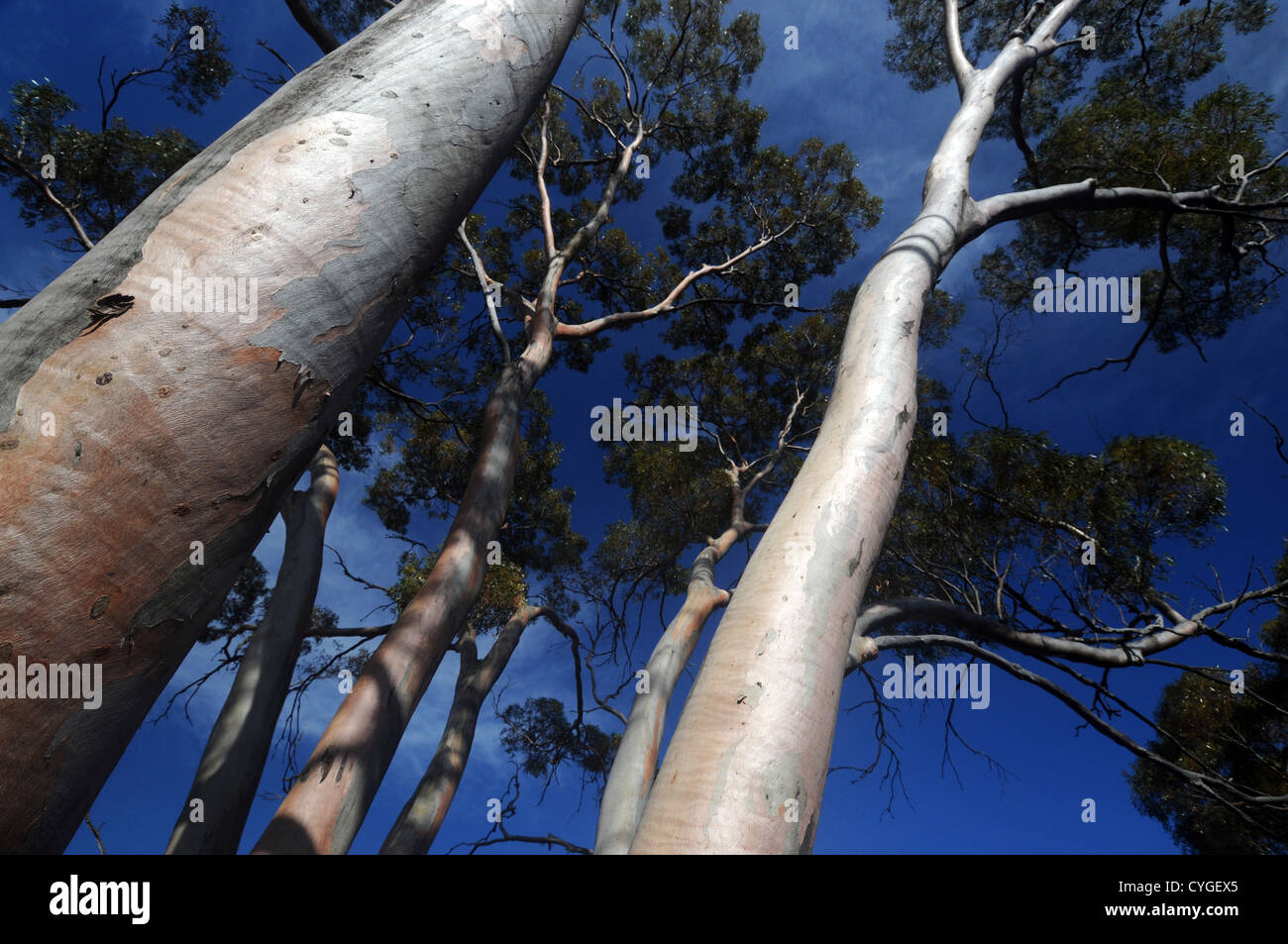 Salmon gum tree hi-res stock photography and images - Alamy