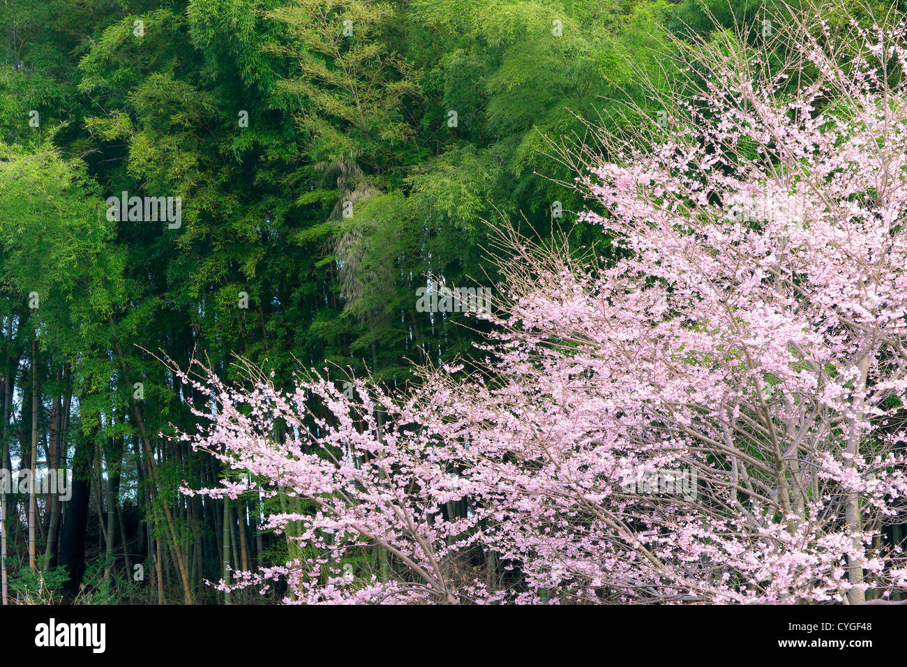 Cherry tree and bamboo forest Stock Photo - Alamy