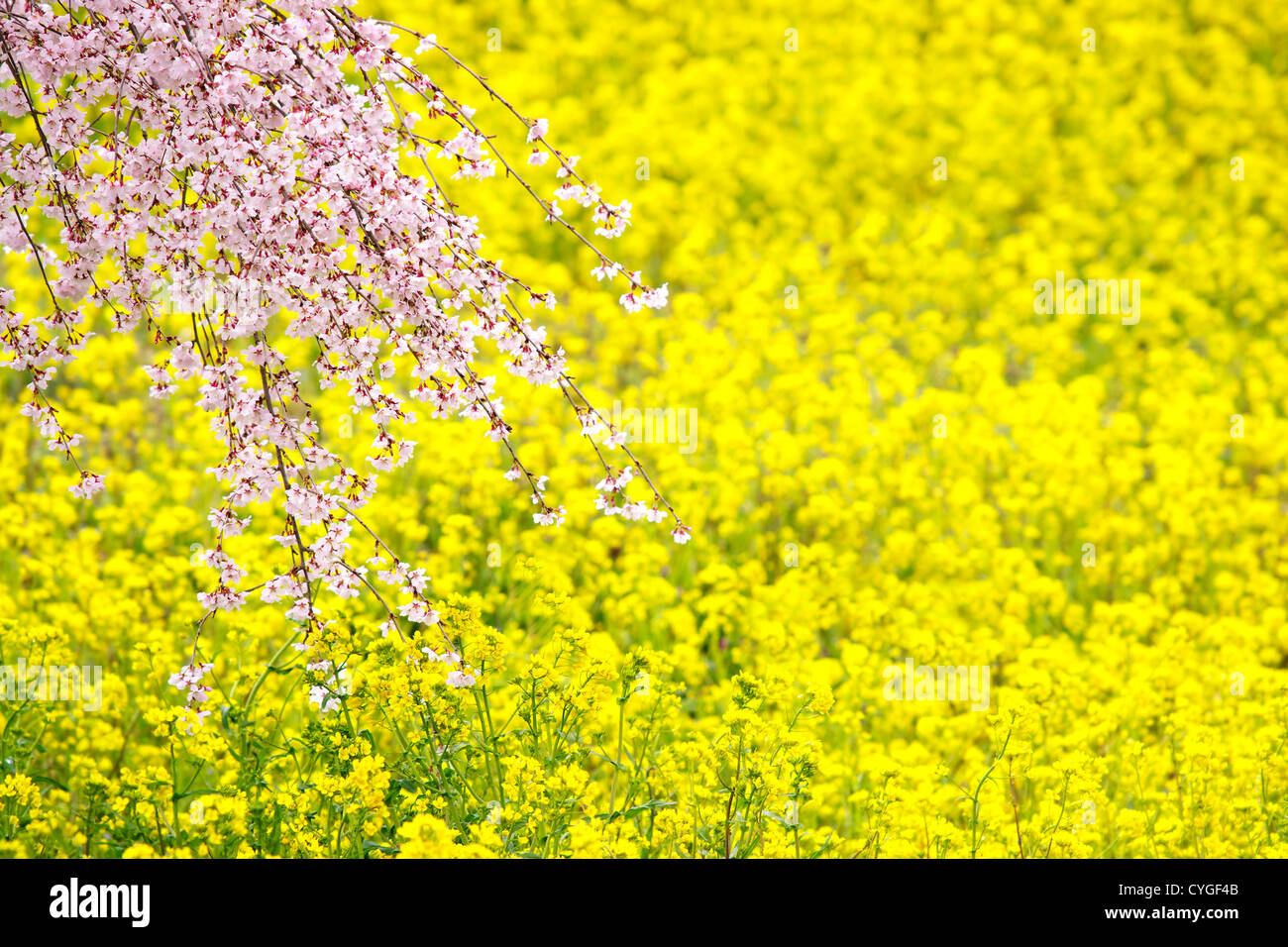 Cherry tree and field mustard field Stock Photo - Alamy