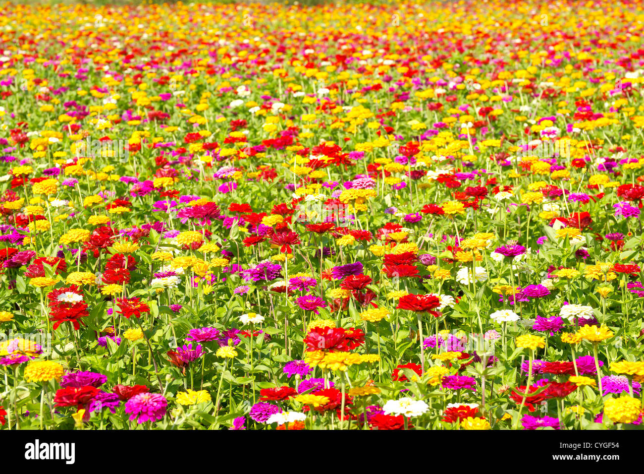 Zinnia flower in park hi-res stock photography and images - Alamy