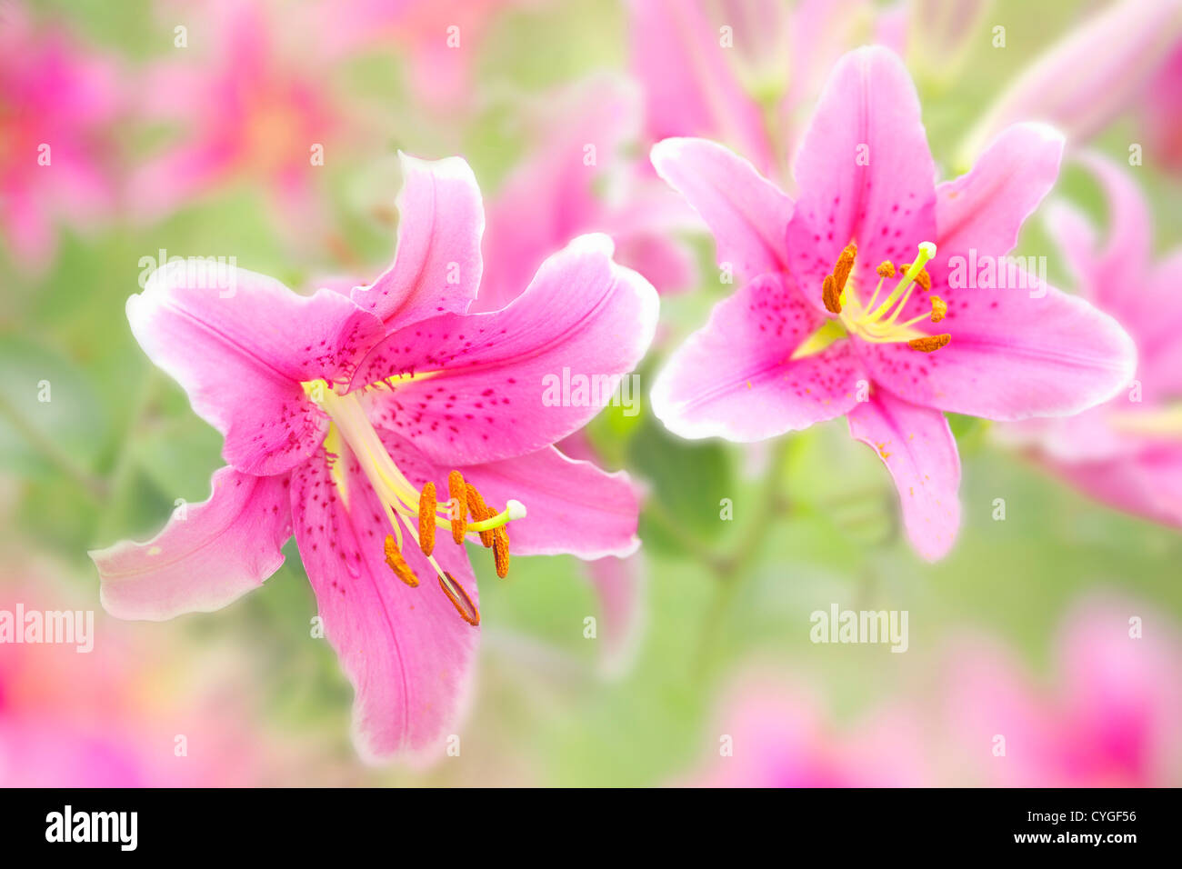 Yuri park hi-res stock photography and images - Alamy