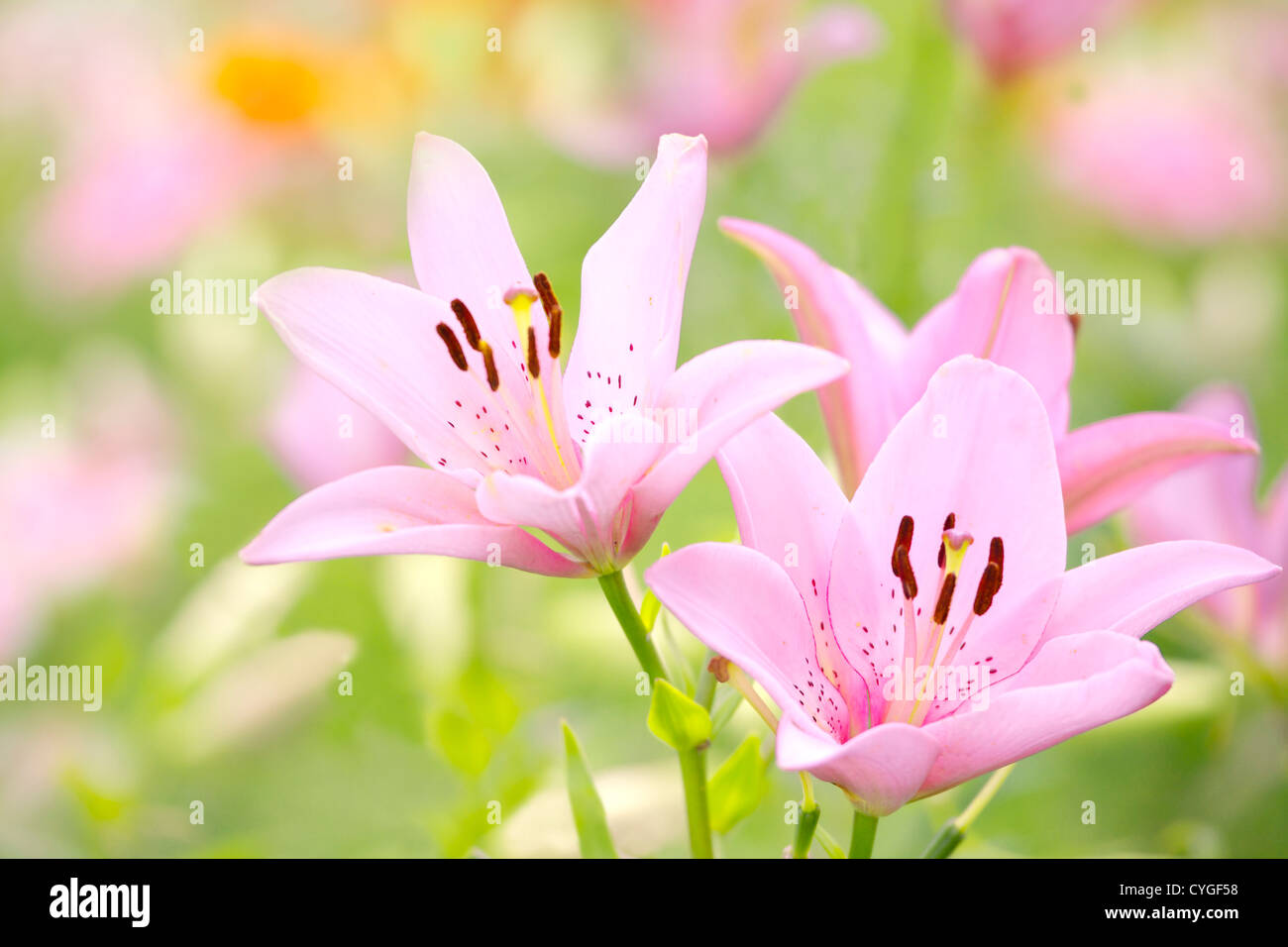 Yuri park hi-res stock photography and images - Alamy