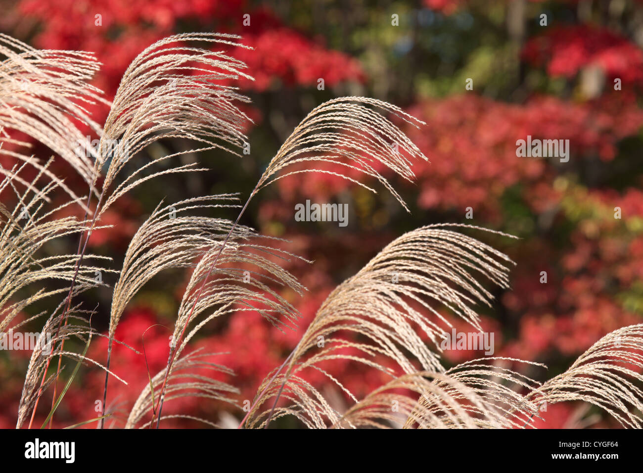 Japanese silver grass Stock Photo - Alamy