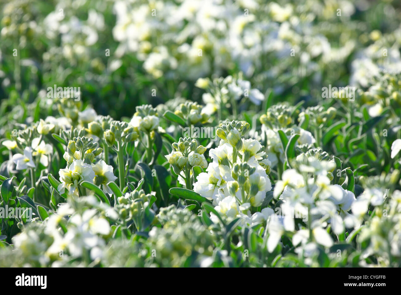 Cruciferae High Resolution Stock Photography and Images - Alamy