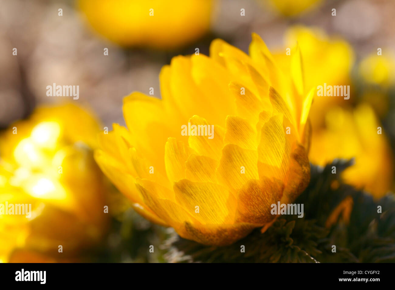 Adonis flower hi-res stock photography and images - Alamy