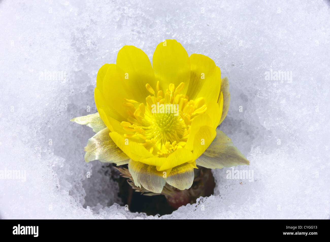 Adonis flower hi-res stock photography and images - Alamy