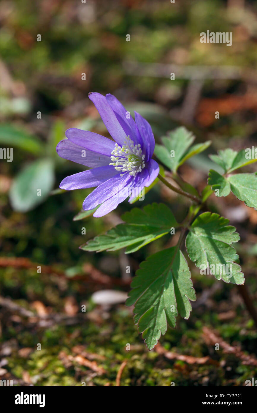 Purple noon flower hi-res stock photography and images - Alamy