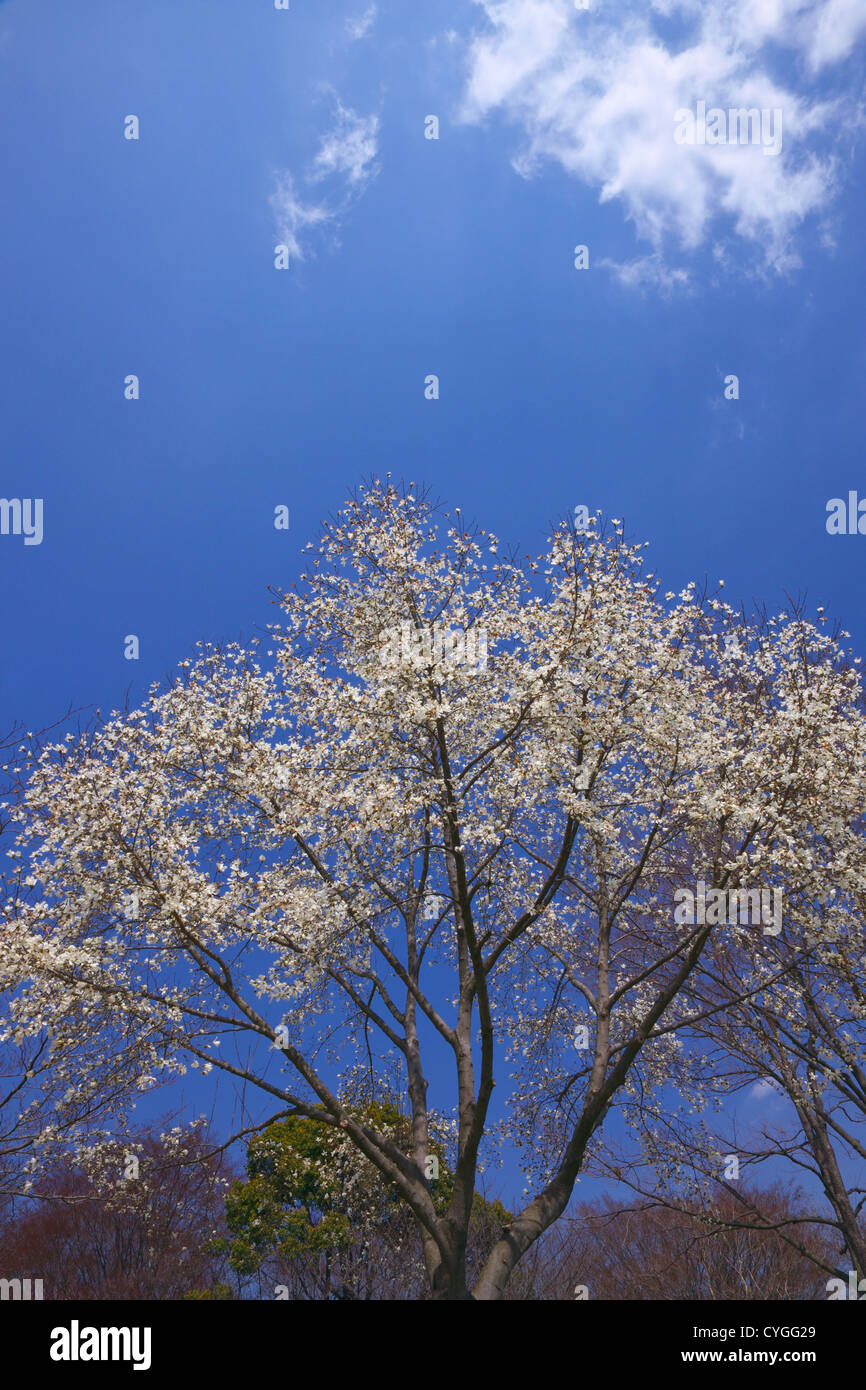 Tree filled with flowers and blue sky Stock Photo - Alamy