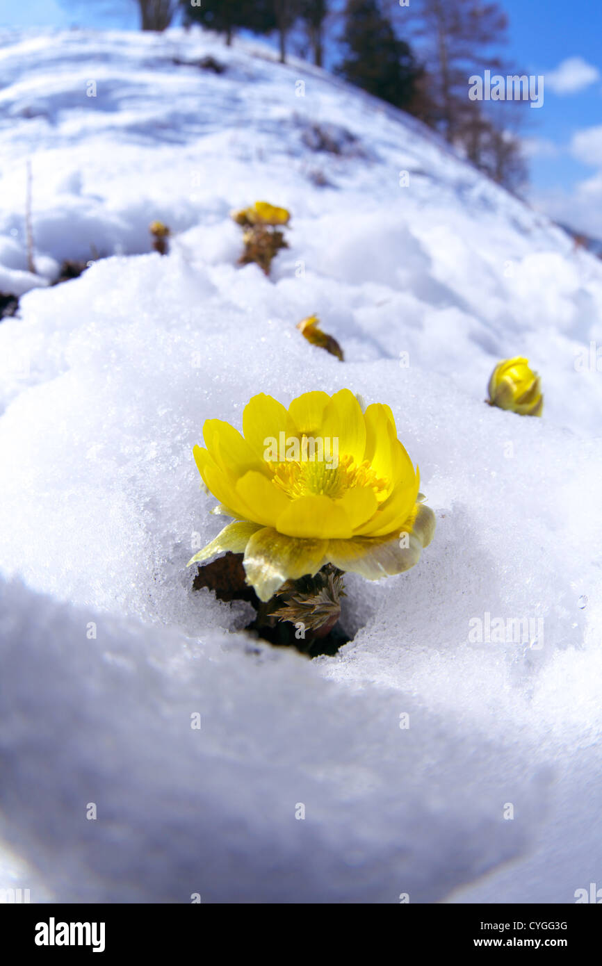 Adonis flower hi-res stock photography and images - Alamy