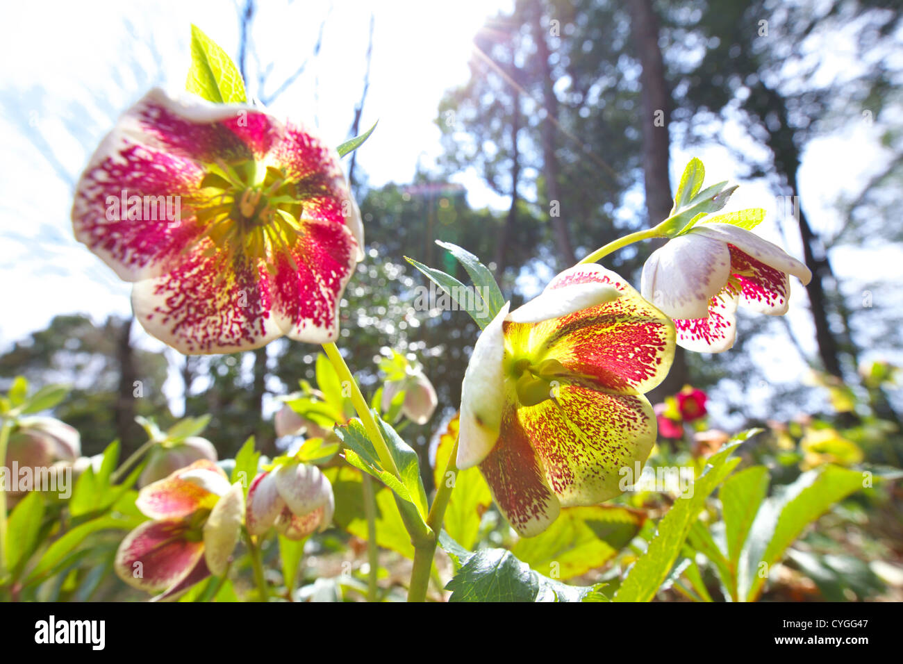 Christmas rose hi-res stock photography and images - Alamy
