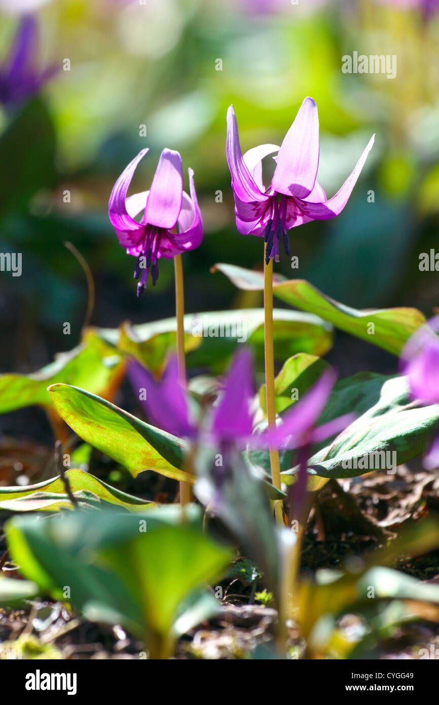 Japanese dogs tooth violet hi-res stock photography and images - Alamy