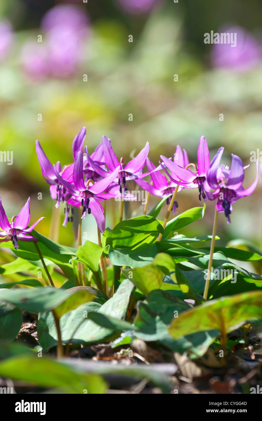 Dogtooth violet hi-res stock photography and images - Alamy