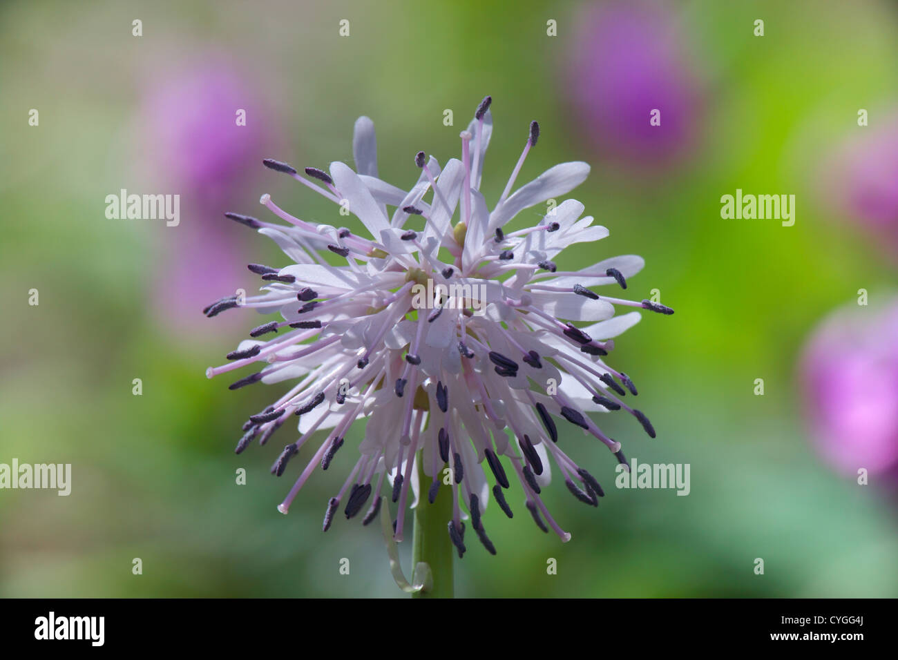 Heloniopsis orientalis hi-res stock photography and images - Alamy