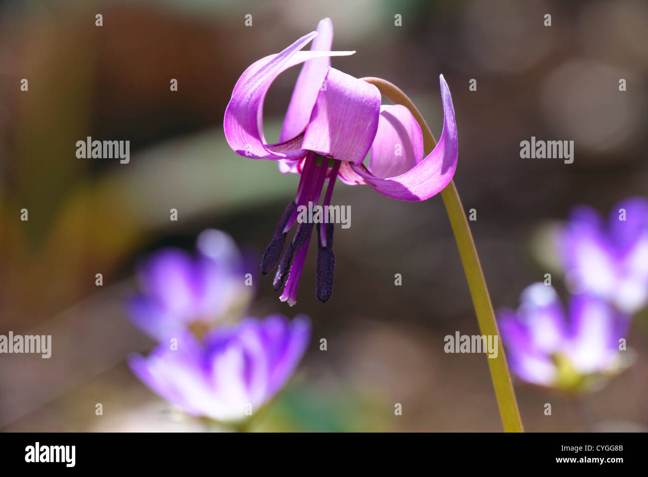 Dogtooth Violet flower Stock Photo - Alamy