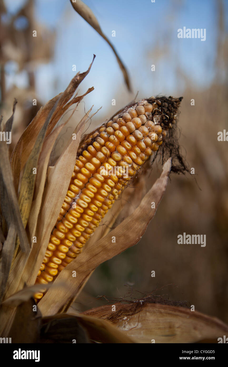 Corn left in Indiana field 2012 drought, hot summer which caused mold ...