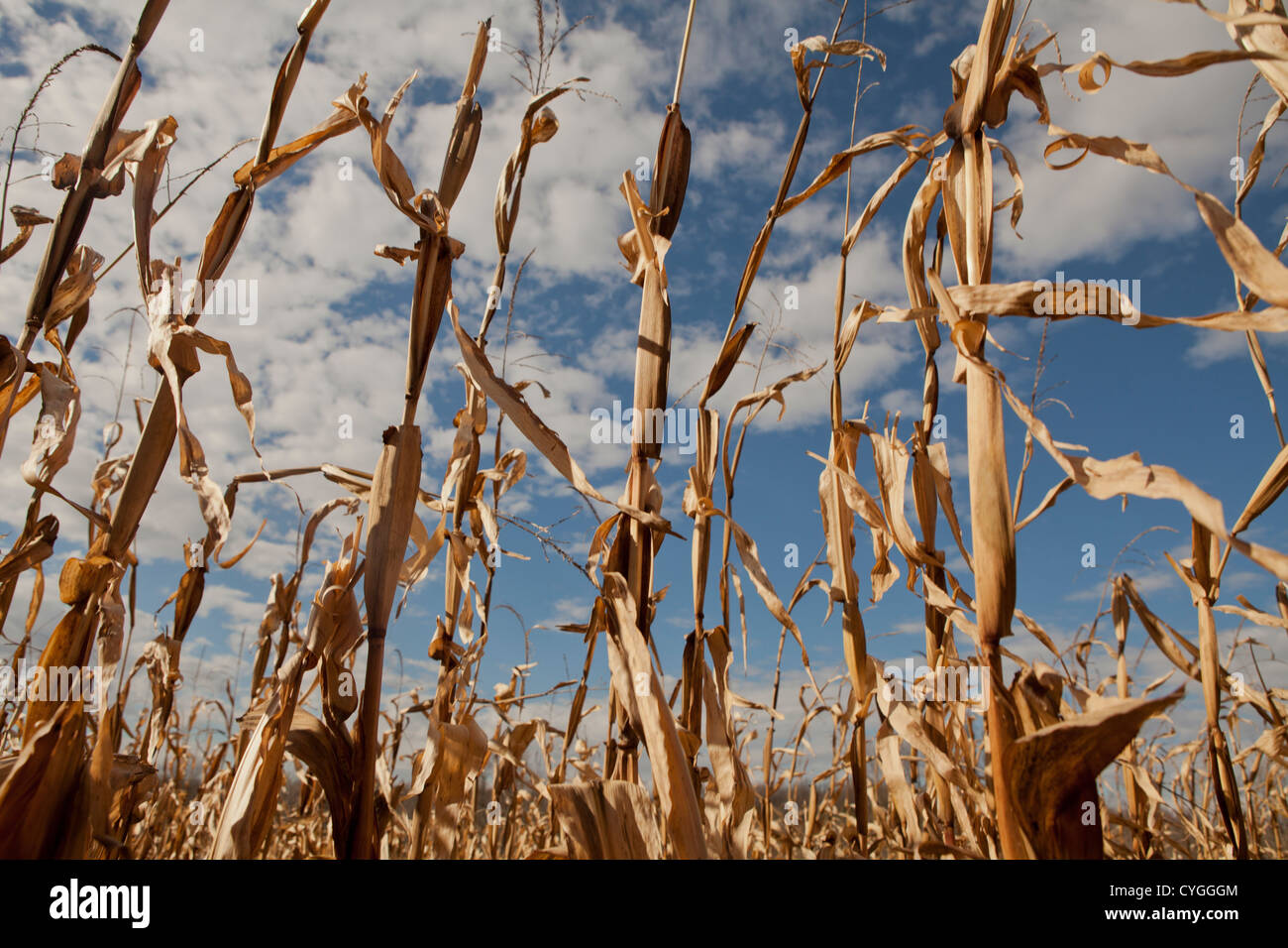 Damage caused by drought hi-res stock photography and images - Alamy