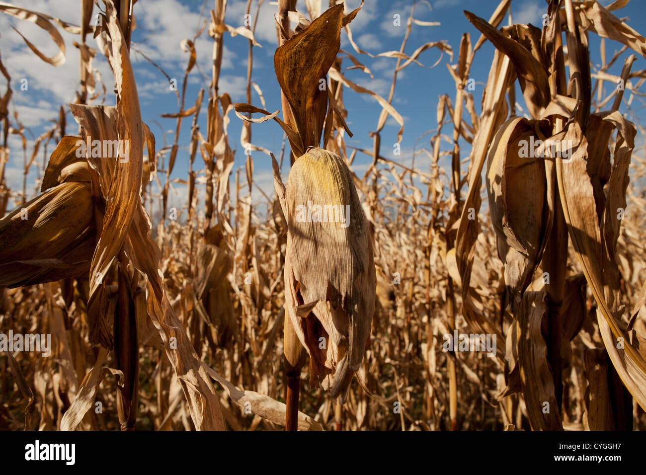Indiana Crop High Resolution Stock Photography and Images - Alamy