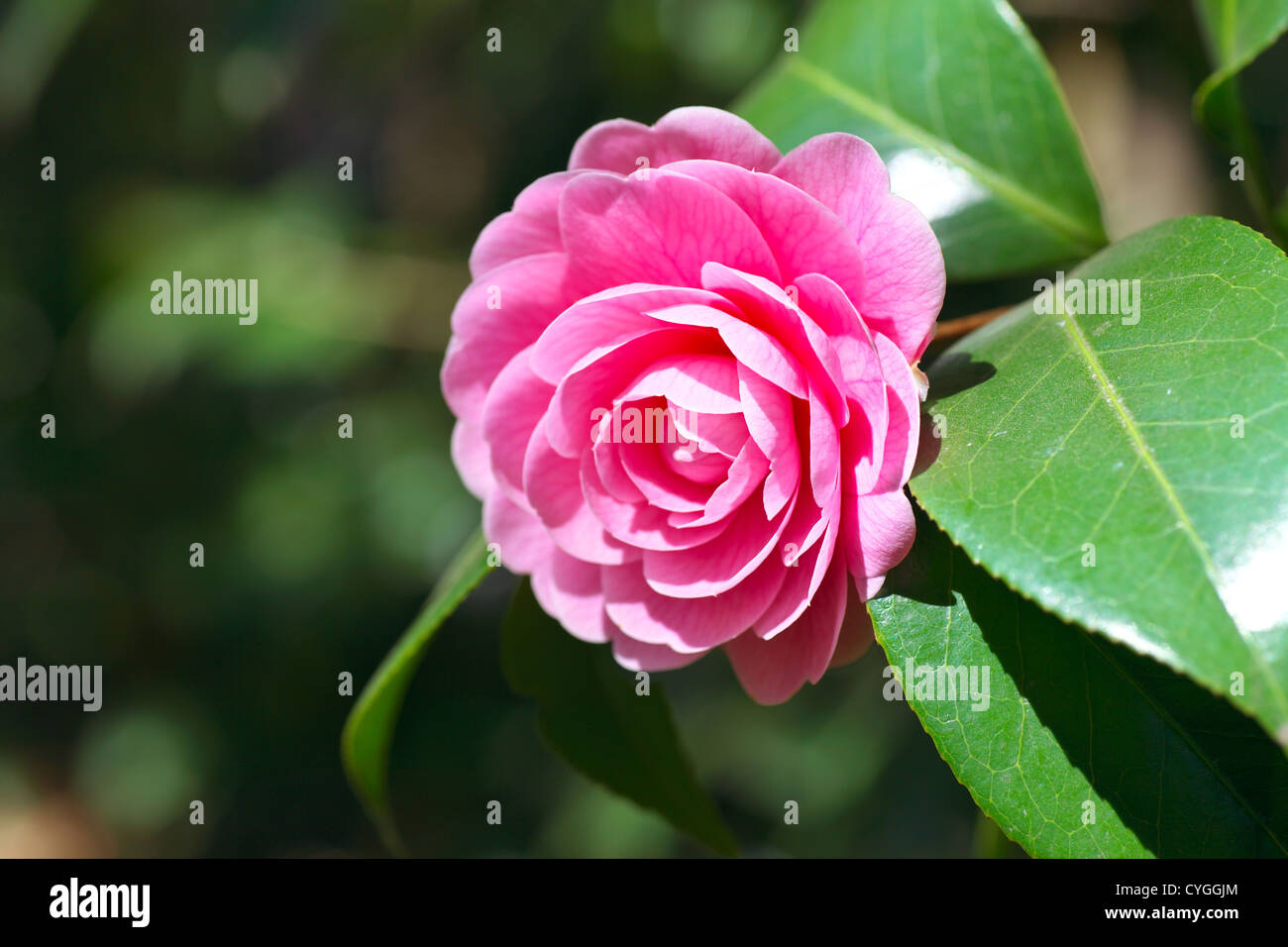 A camellia hi-res stock photography and images - Alamy