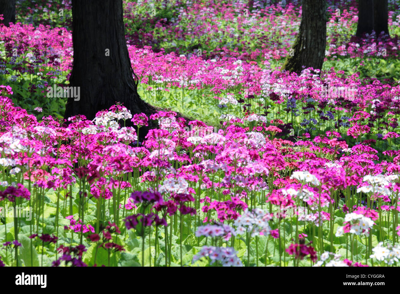 Japanese primrose field hi-res stock photography and images - Alamy