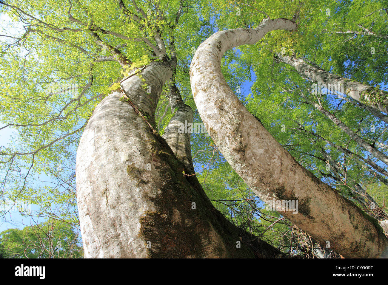Curved Beech root in Nagano Prefecture Stock Photo - Alamy