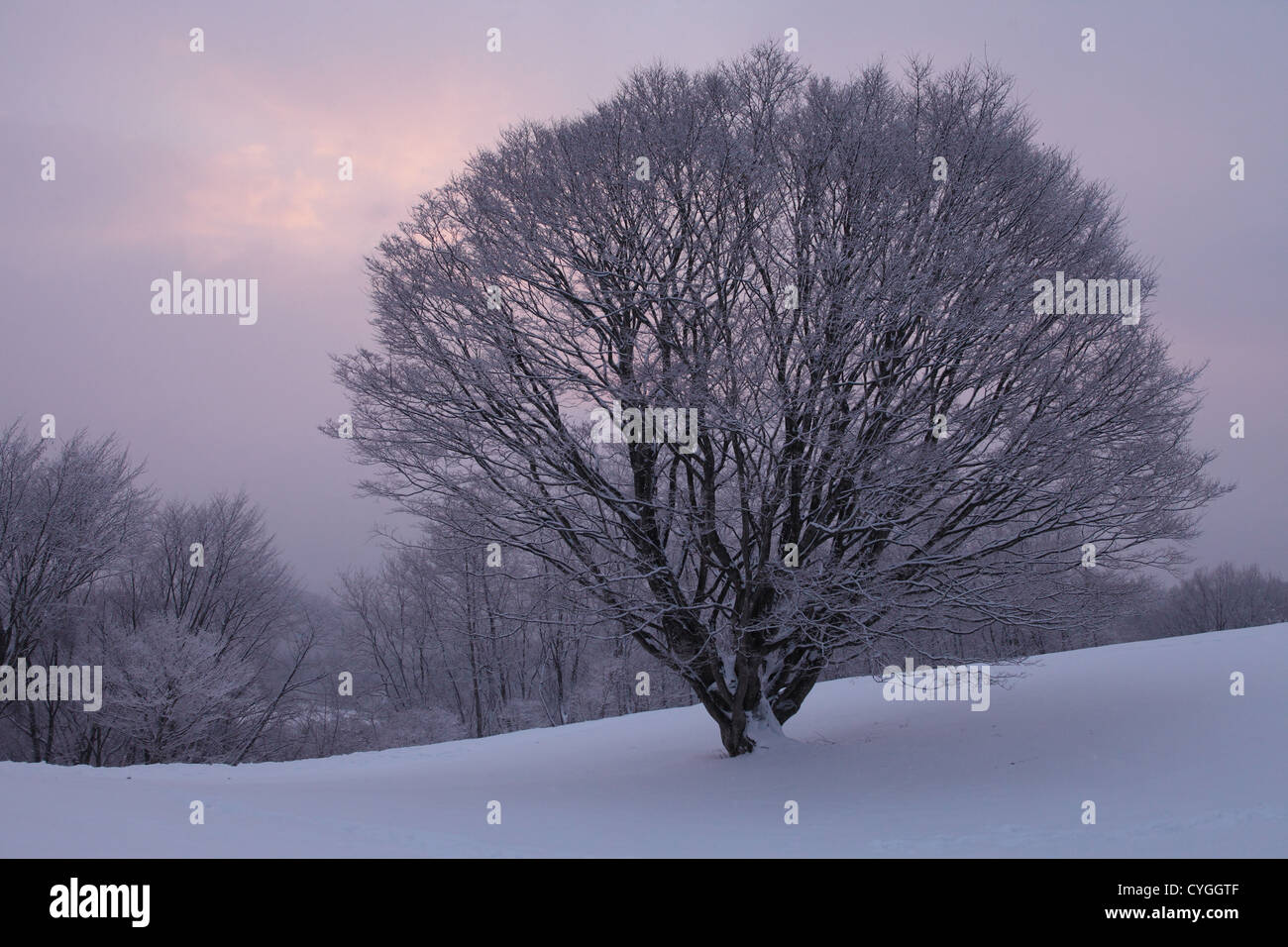 Large maple tree in Yukigesho plateau, Nagano Stock Photo - Alamy
