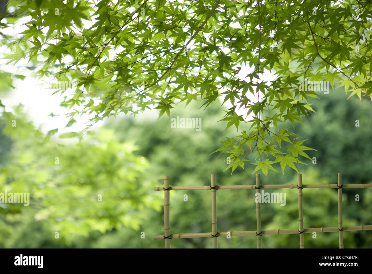 Japanese style bamboo fence hi-res stock photography and images - Alamy