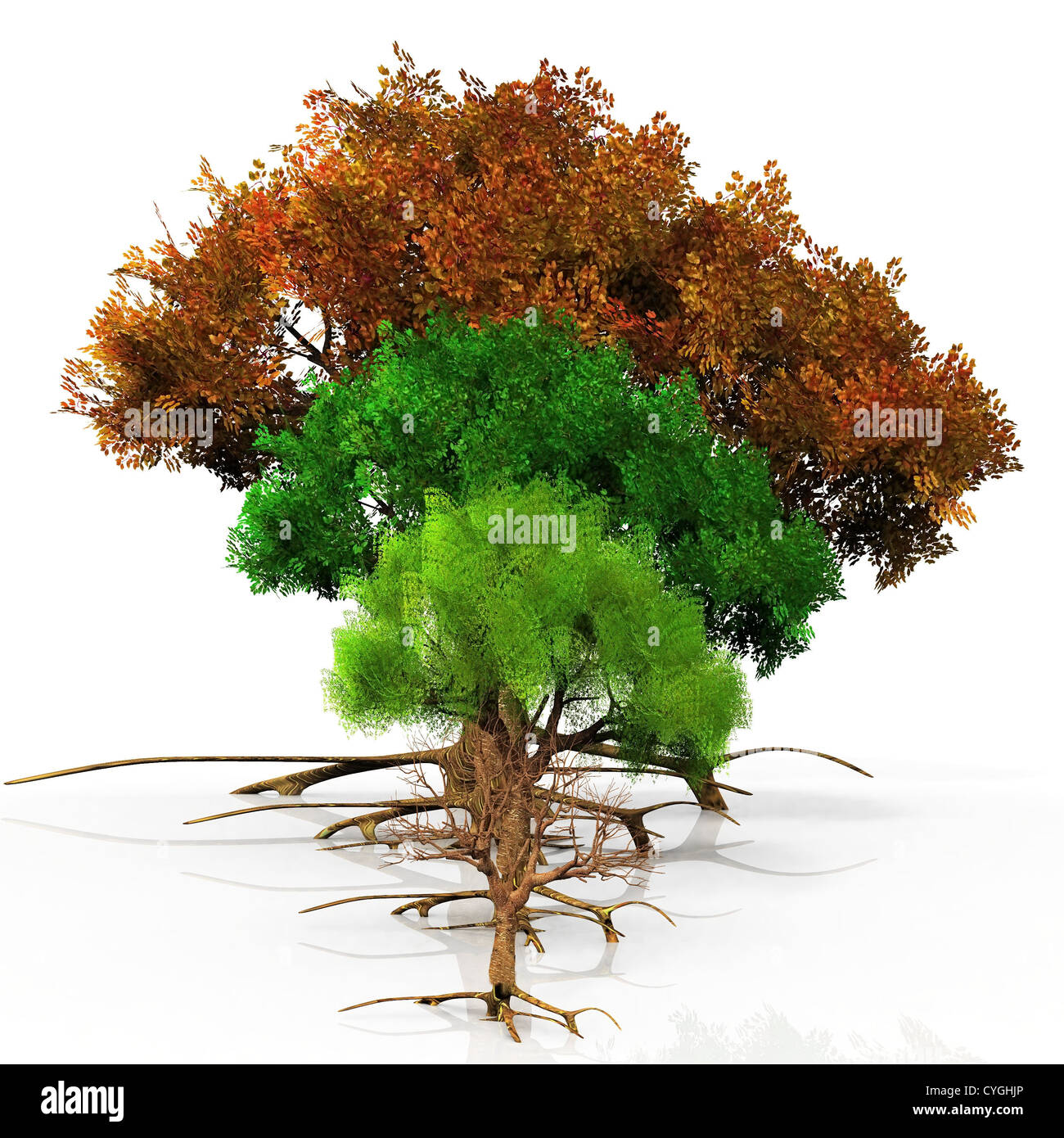 four trees with the seasons Stock Photo - Alamy