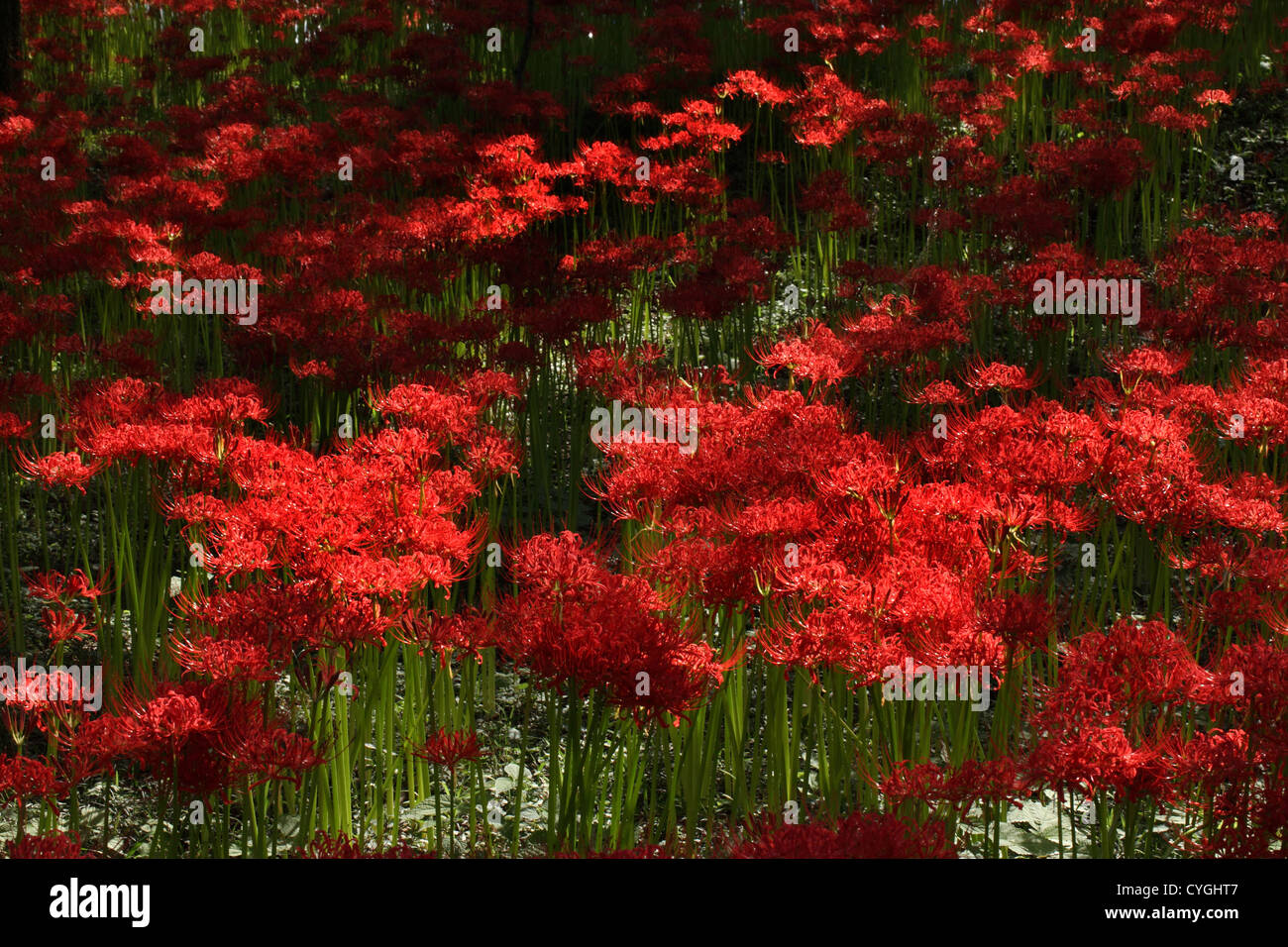 Red spider lily Stock Photo - Alamy
