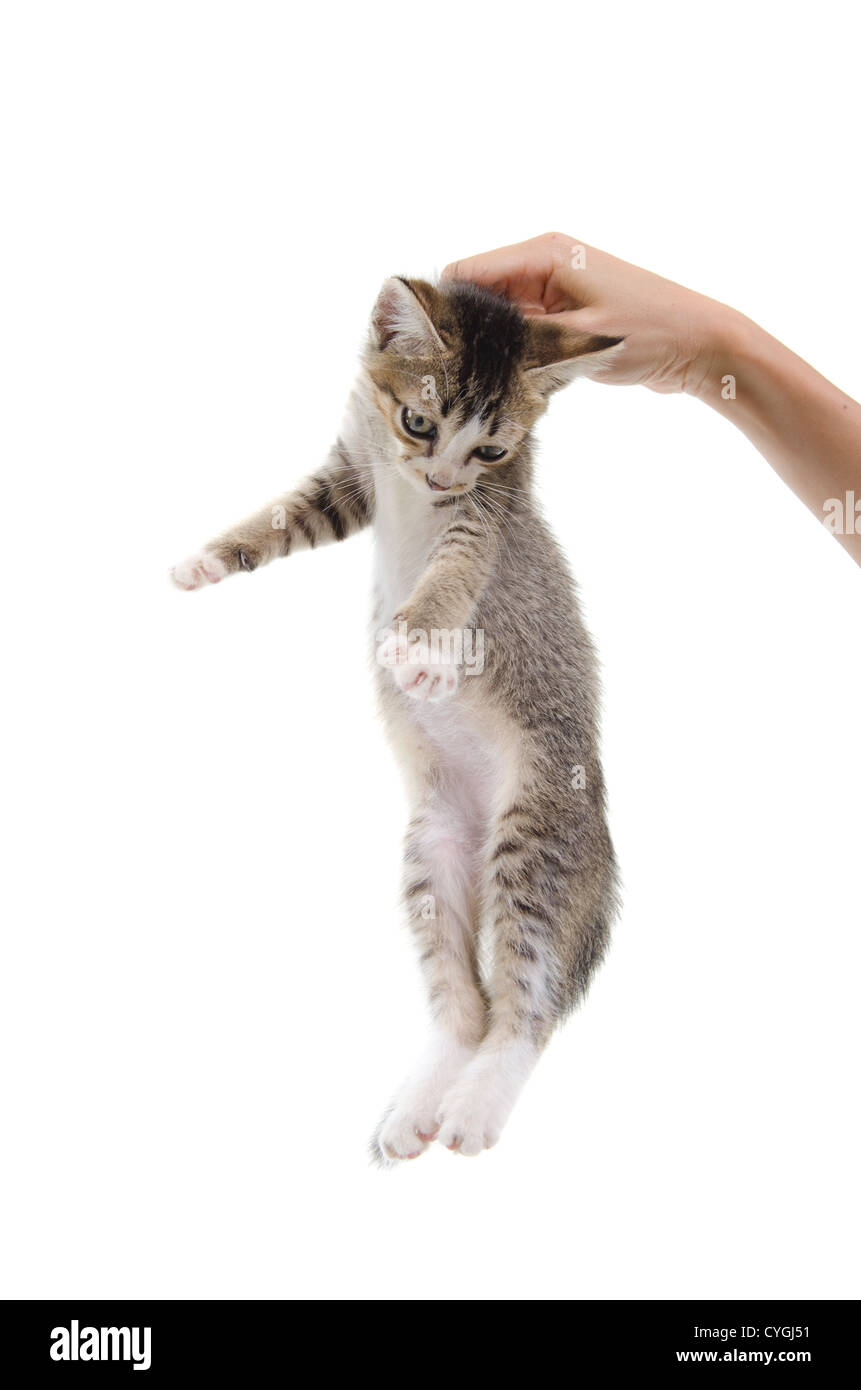 Kitten on a hi-res stock photography and images - Alamy