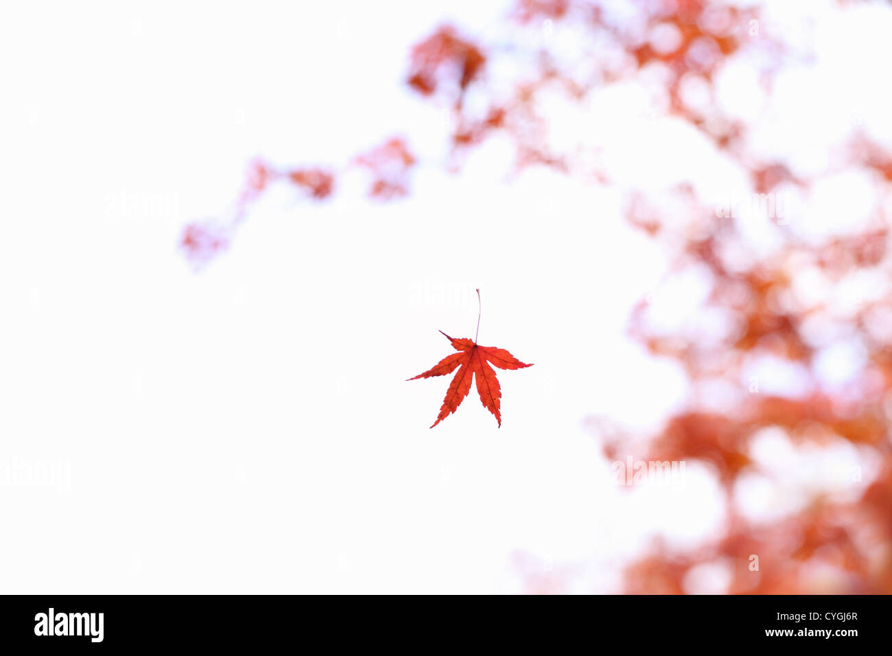 Fall leaves scattering hi-res stock photography and images - Alamy