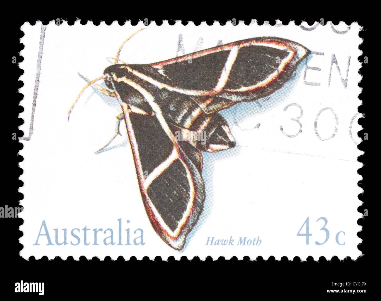 Hawk moth insect australian hi-res stock photography and images - Alamy