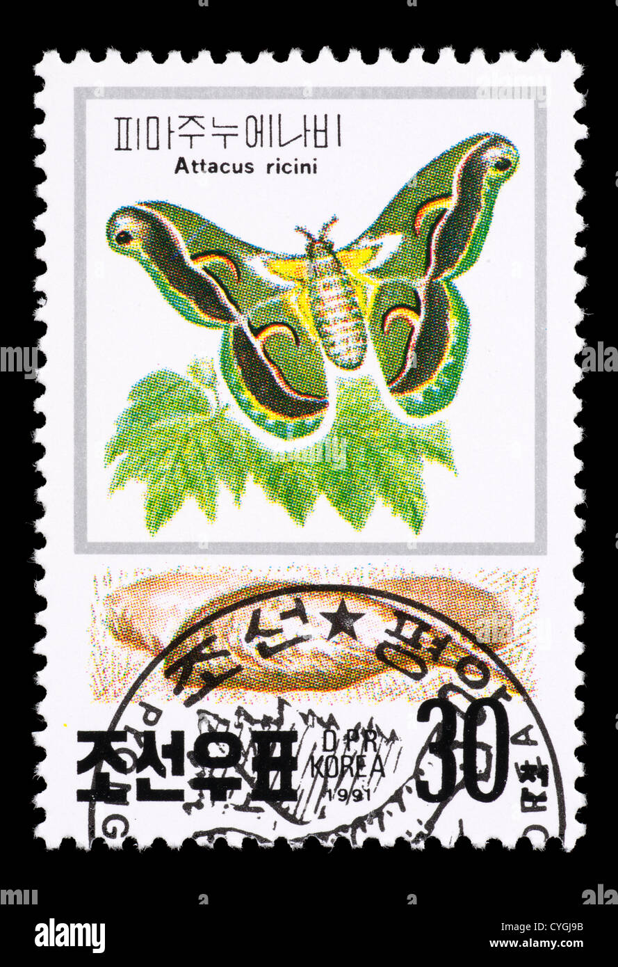 Postage stamp from North Korea depicting a Eri silkworm moth (Attacus ...