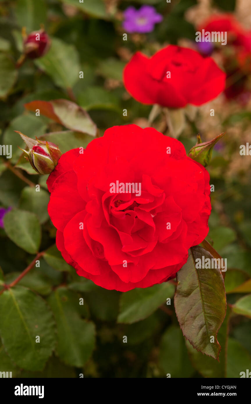 Trumpeter rose bush in bloom Stock Photo - Alamy