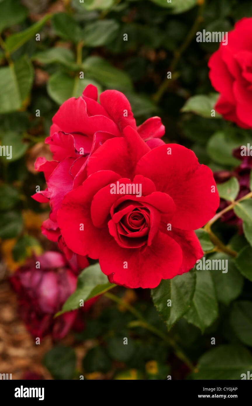 Imperator Rose in Bloom Stock Photo - Alamy