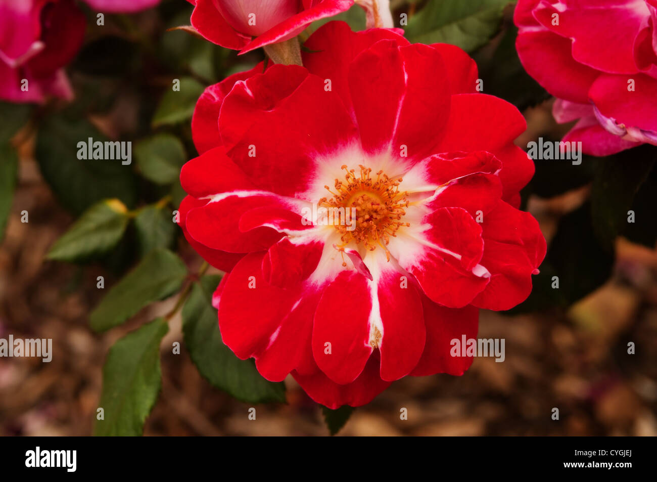 Floribunda rose bush hi-res stock photography and images - Alamy