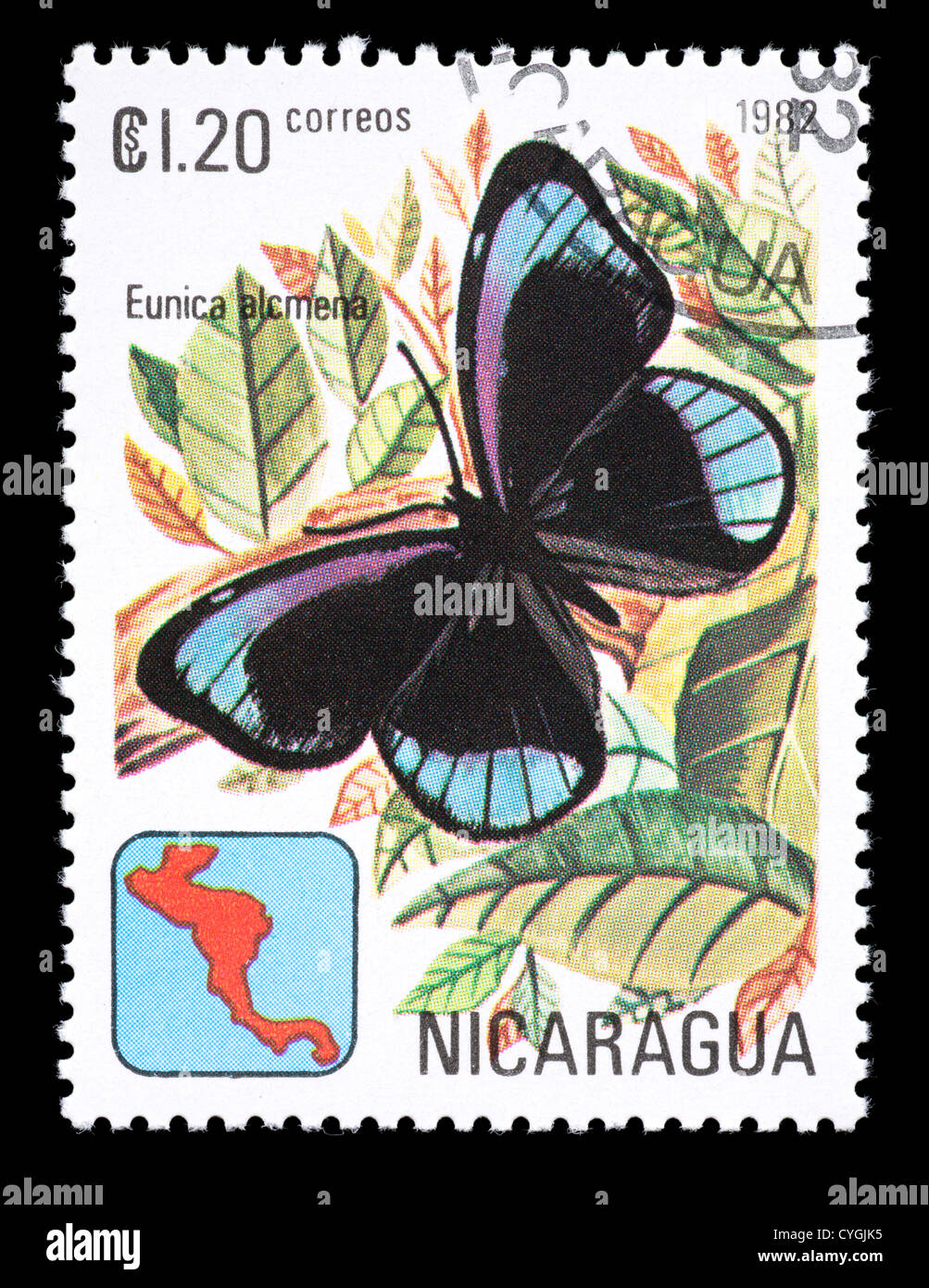 Eunica alcmena hi-res stock photography and images - Alamy