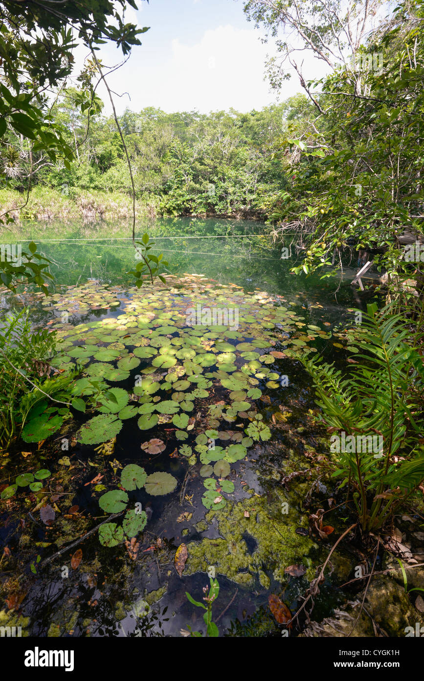 Yucatan jungle hi-res stock photography and images - Alamy