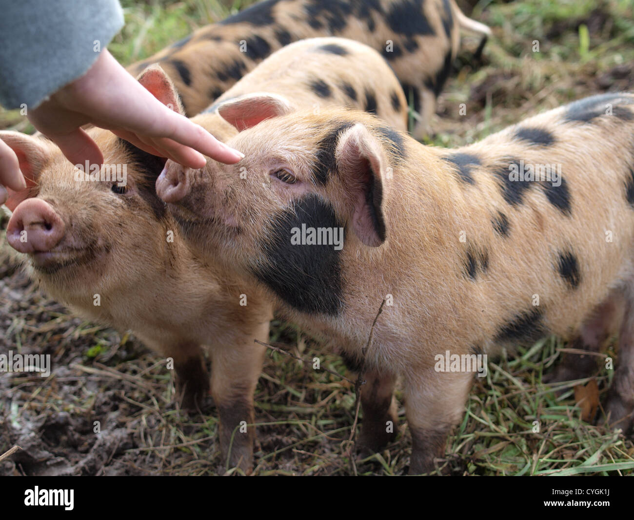 Child piglet uk hi-res stock photography and images - Alamy