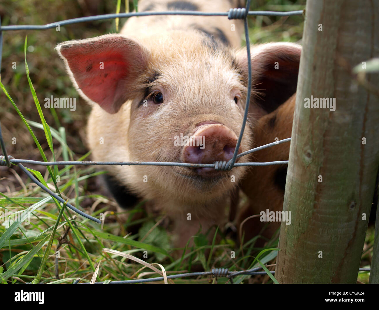 Old spot piglet behind wire fence hi-res stock photography and images ...