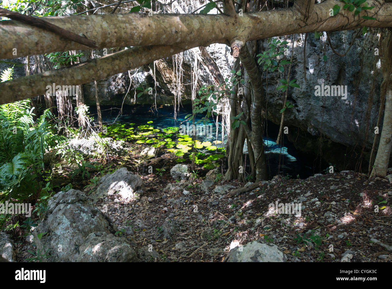 Yucatan cenote flower hi-res stock photography and images - Alamy