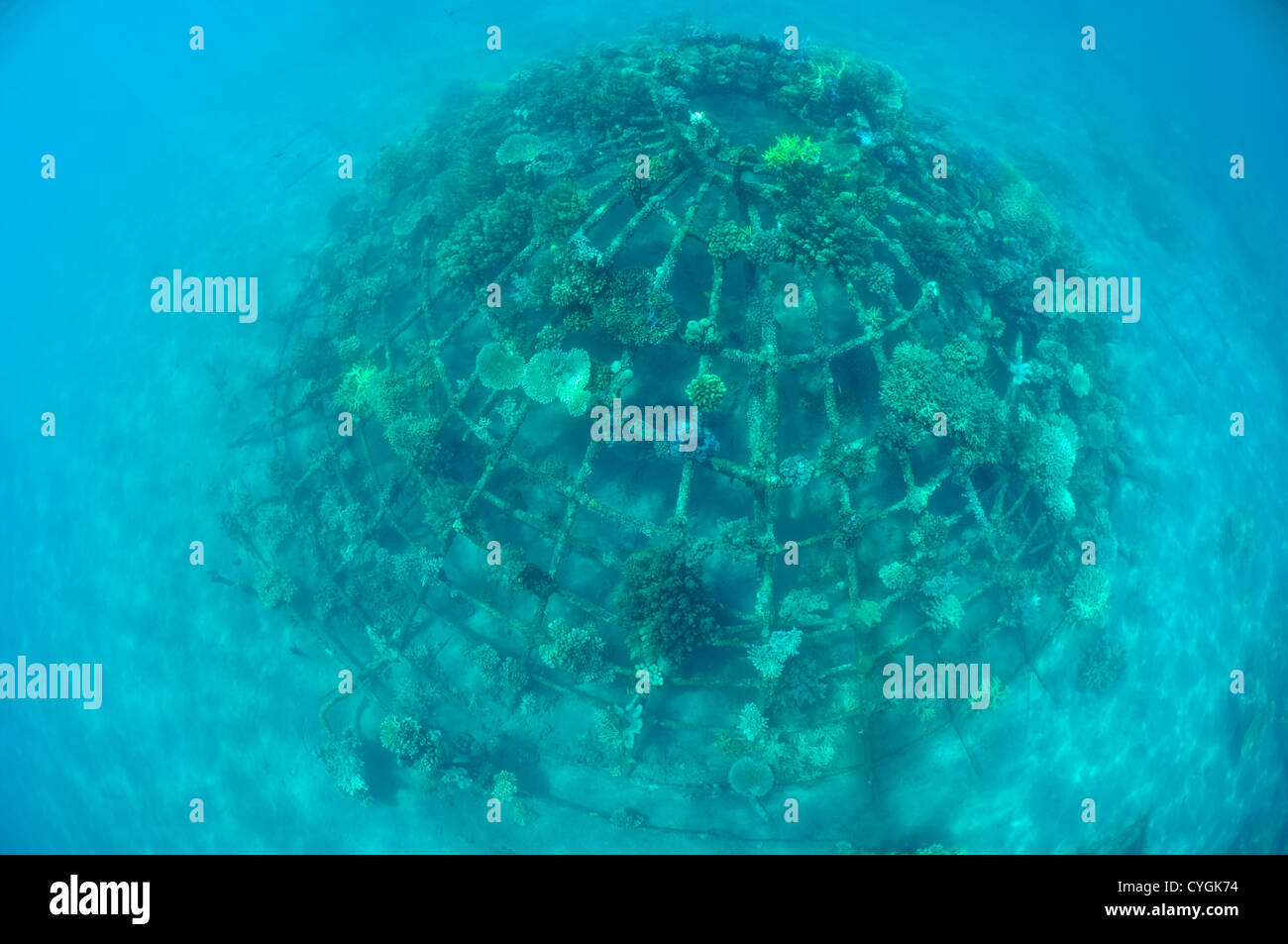 A Biorock structure partially covered in hard corals, Pemuteran, Bali ...