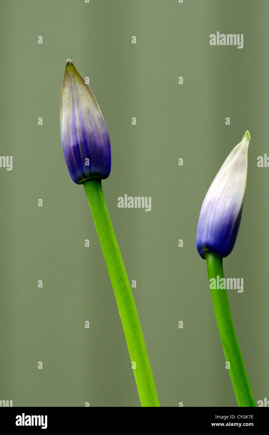 Midnight Blue High Resolution Stock Photography and Images - Alamy