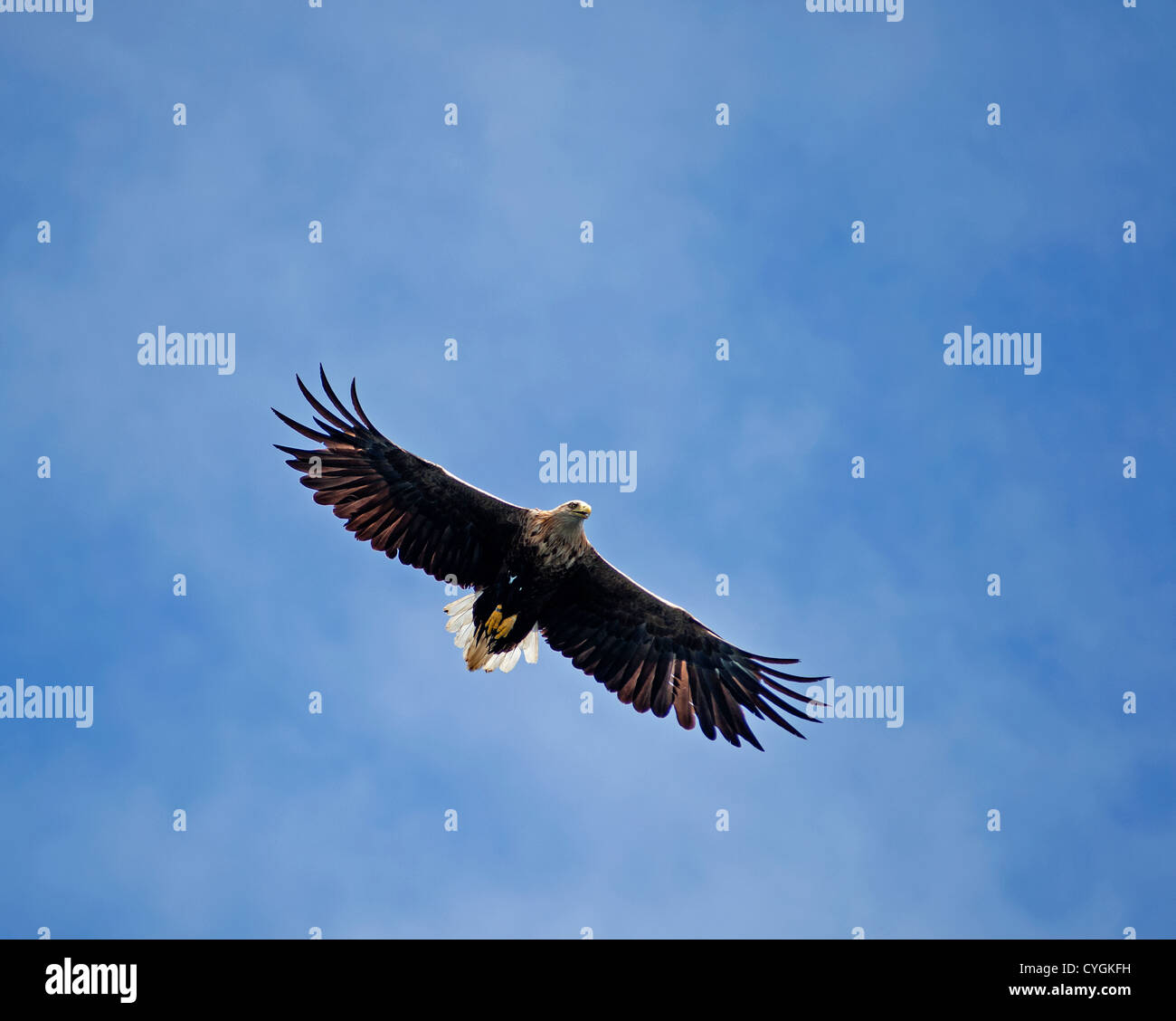 White tailed sea eagle hunting for fish off the Island of Mull ...