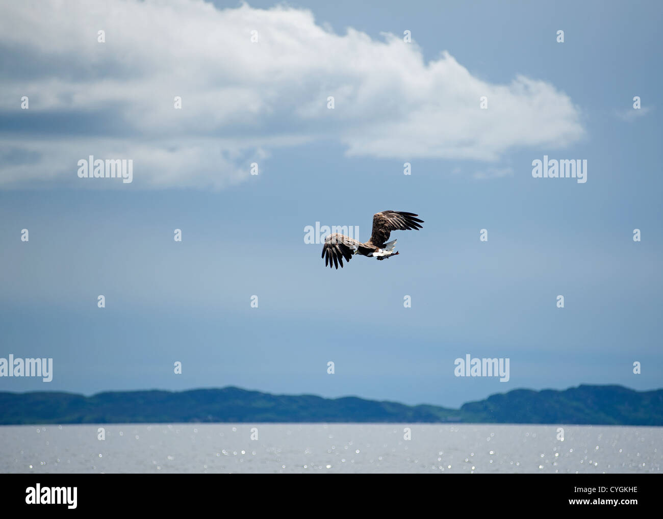 White tailed sea eagle hunting for fish off the Island of Mull ...