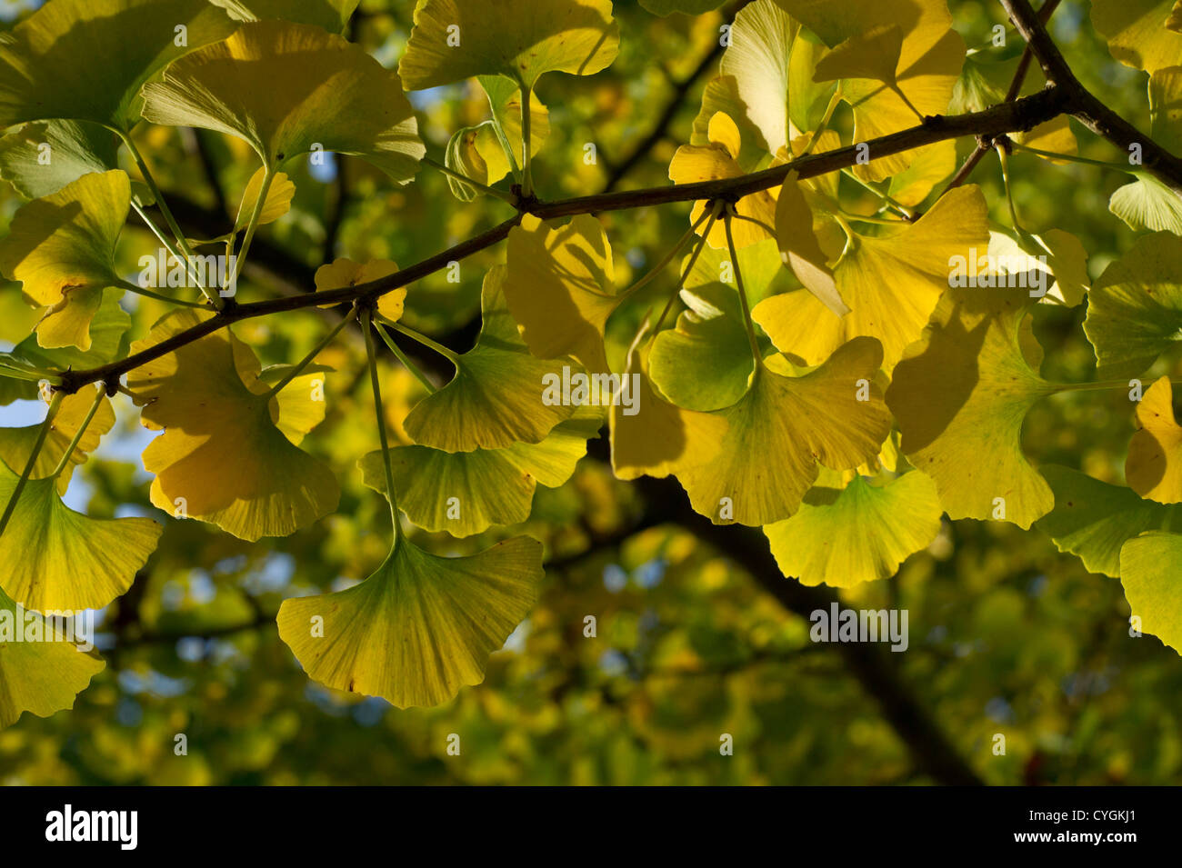 Old gingko biloba tree hi-res stock photography and images - Alamy