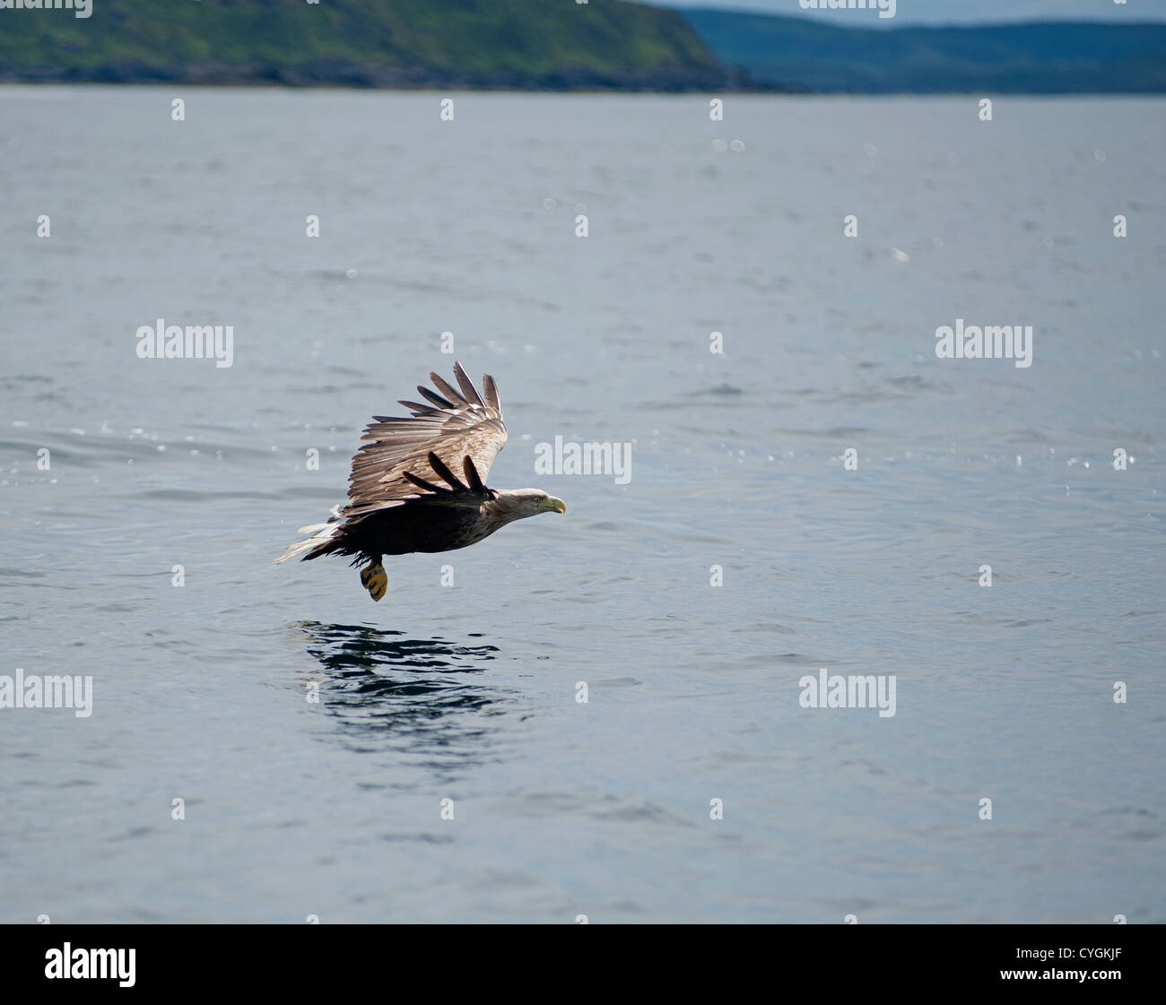 White tailed sea eagle hunting for fish off the Island of Mull ...