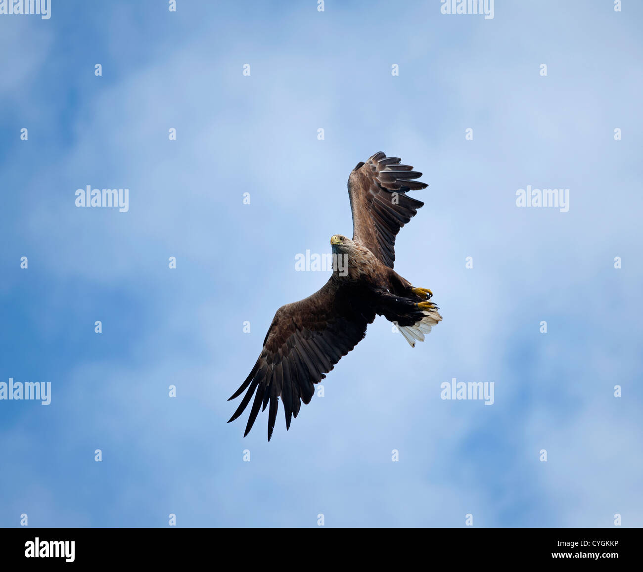 White tailed sea eagle hunting for fish off the Island of Mull ...