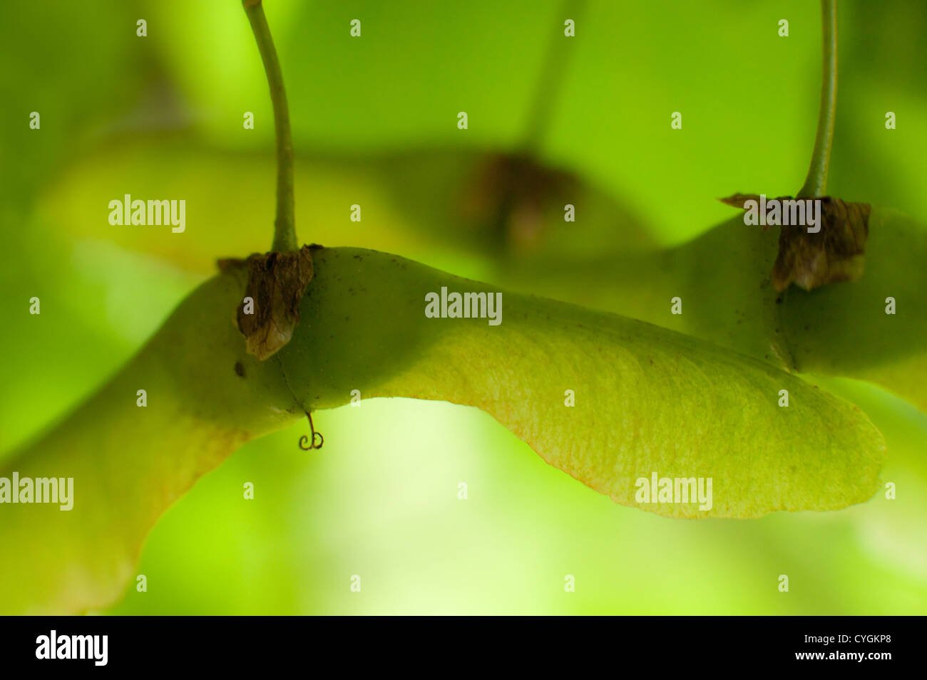 Maple seeds detail hi-res stock photography and images - Alamy